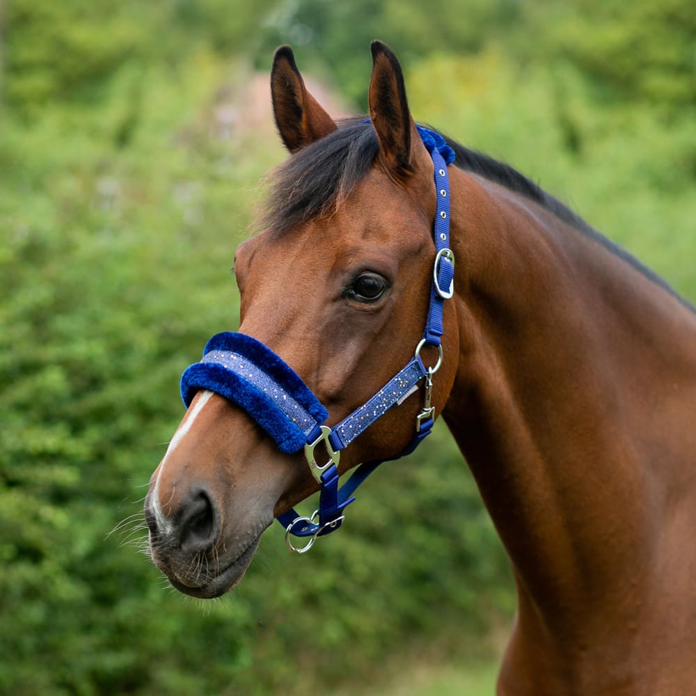 Hy Equestrian Dazzle Head Collar - Hertfordshire Tak Shak